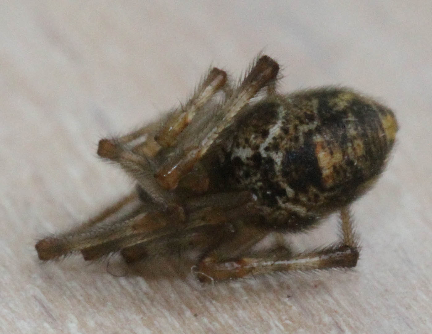 Langbenet edderkop? - Naturbasen