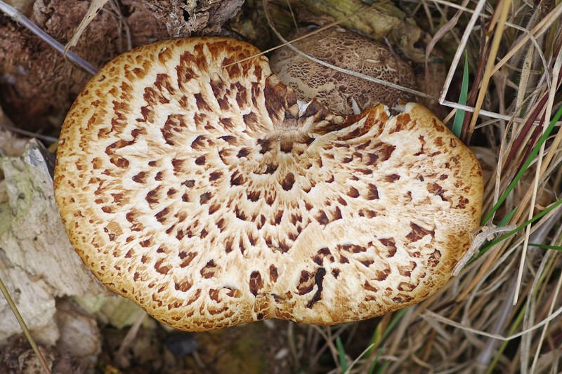 Hvilken svamp? - Naturbasen