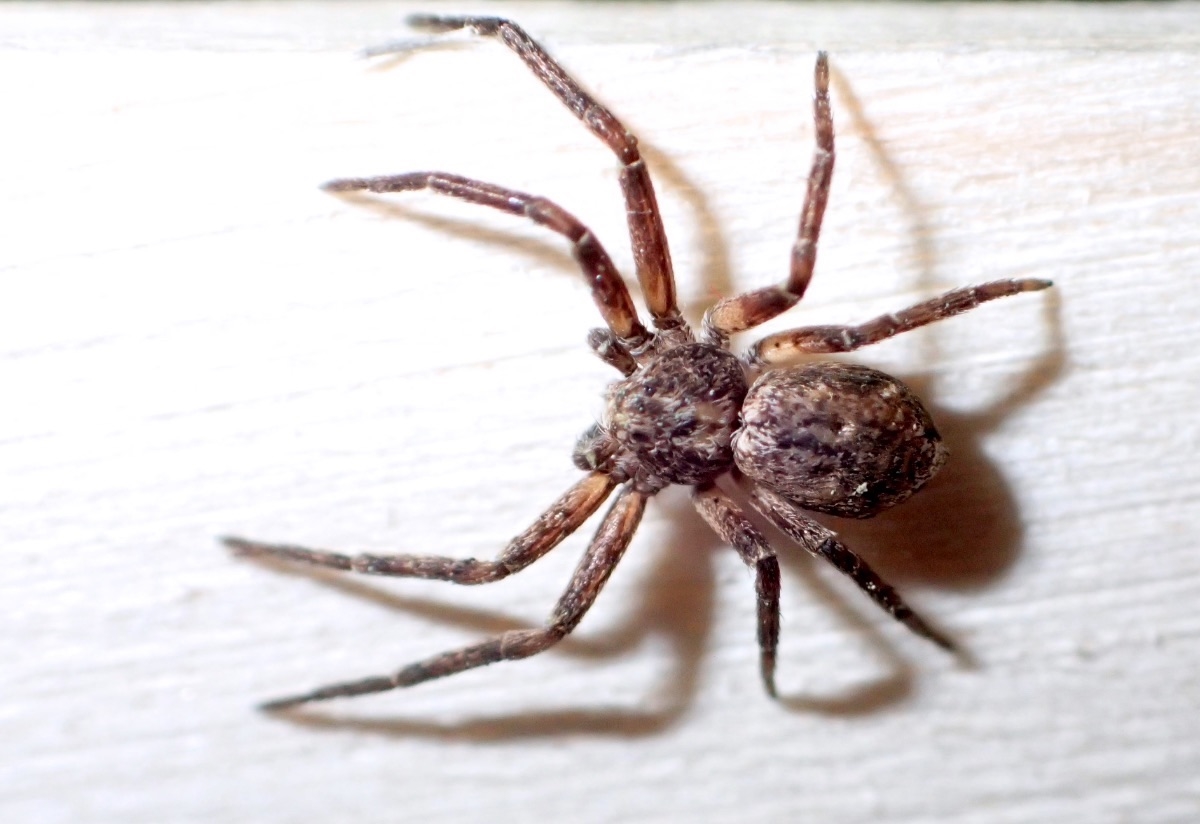 Hvilken edderkop. - Naturbasen