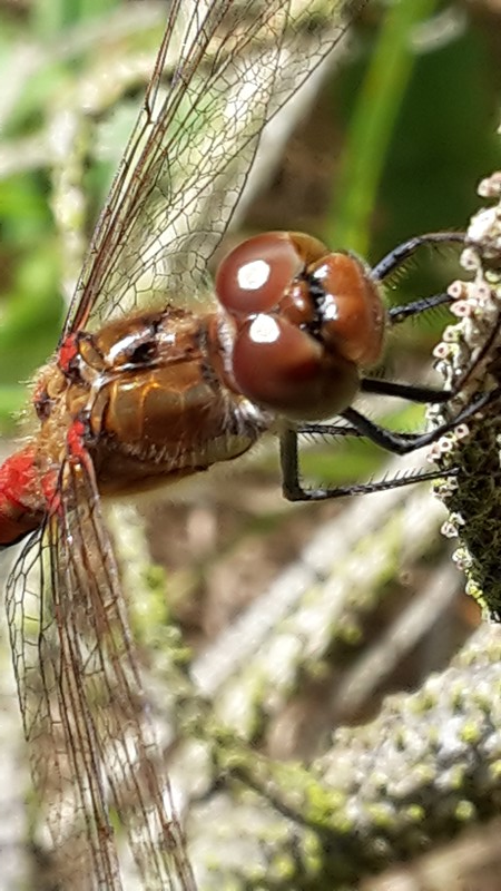 Sympetrum sanguineum? - Naturbasen