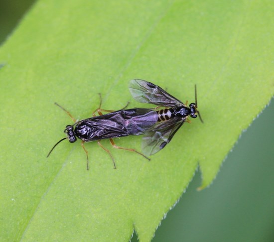 Striped Sawfly - Naturbasen