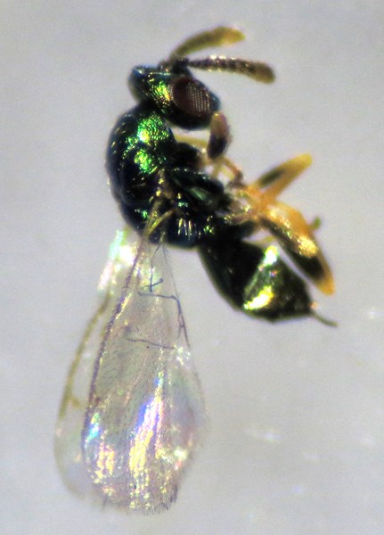 Torymus på birkefrøgaller? - Naturbasen