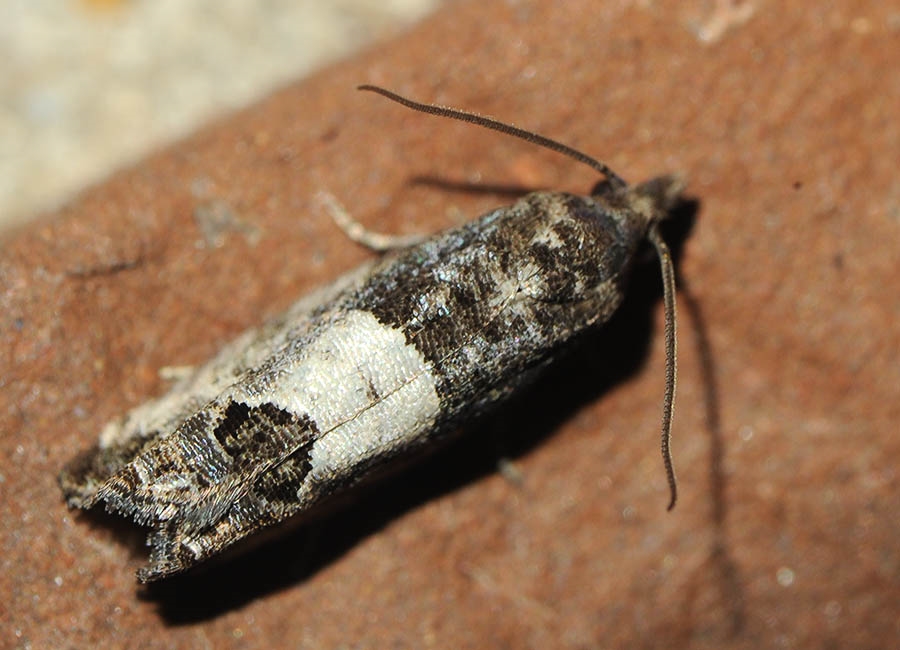 Vikler? - Naturbasen