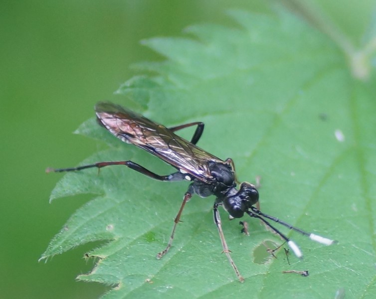 Mon denne kan bestemmes? - Naturbasen
