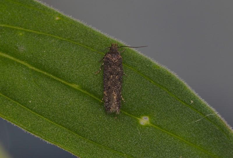 Bryotropha affinis? Kysten/Glesborg - Naturbasen