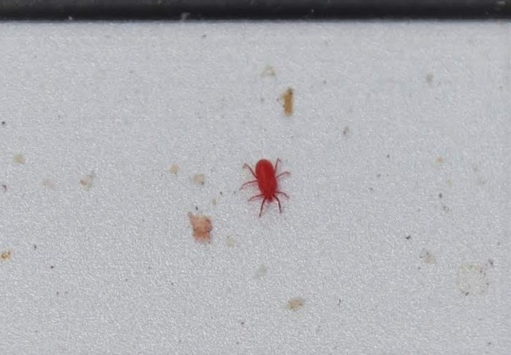 Lille rød edderkop ID ? - Naturbasen