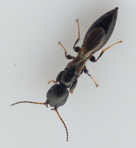 Hvilken lille sprinter af en myre-agtig hveps? - Naturbasen