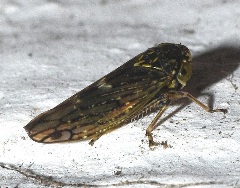 Hvilken cikade? - Naturbasen