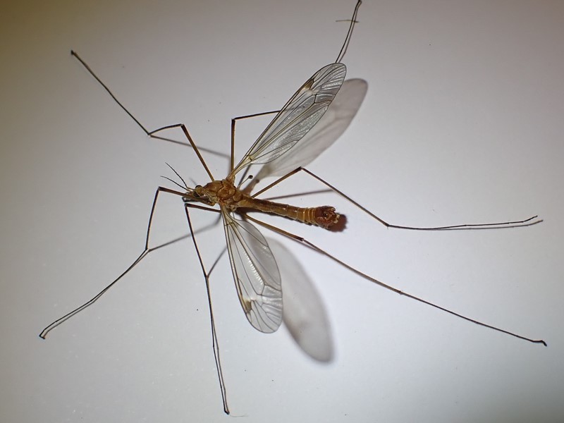 Tipula lunata? - Naturbasen