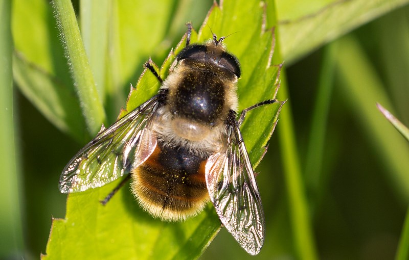 Hvilken svirreflue - Naturbasen