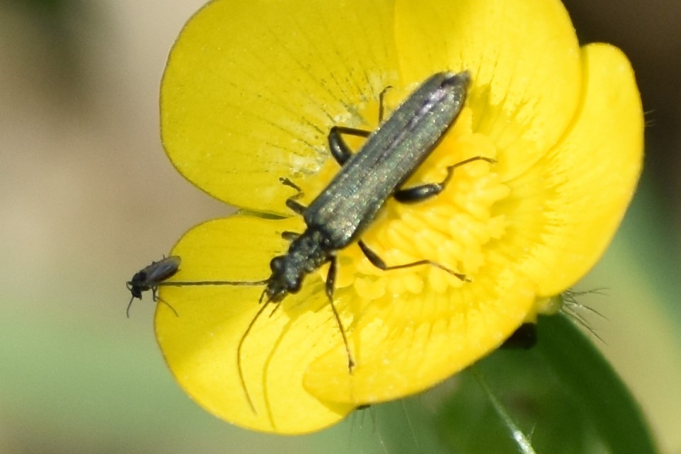 insekter id - Naturbasen