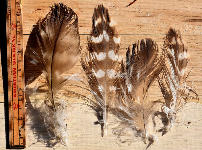 Fjer fra rovfugl? - Naturbasen