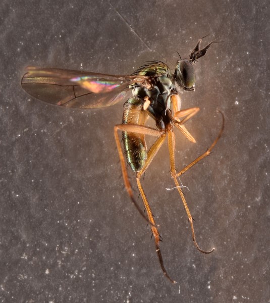 Flue med store antenner fra Møn - Naturbasen