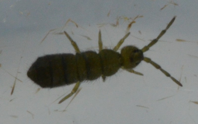 Isotoma sp.? - Naturbasen