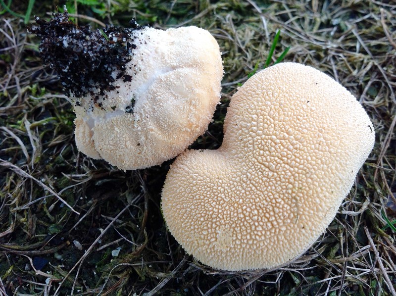 Støvbolde på sandbund ? - Naturbasen