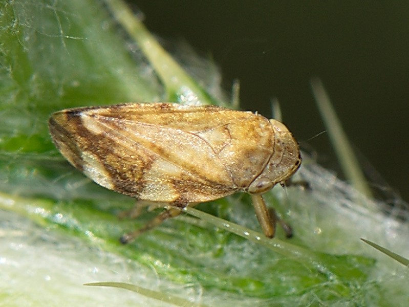Cikade ID? - Naturbasen
