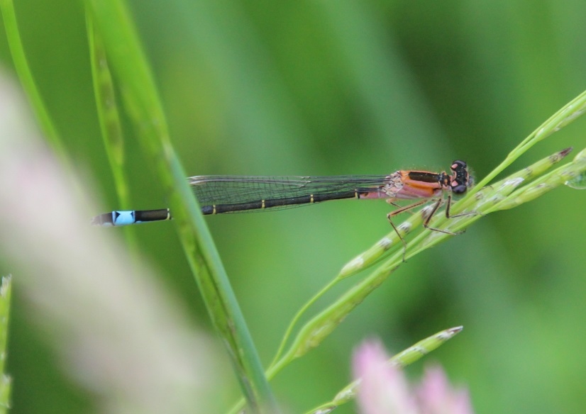 hvilken rød blå vandnymfe - Naturbasen