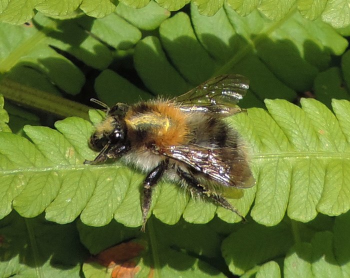 Hvilken humle - Naturbasen