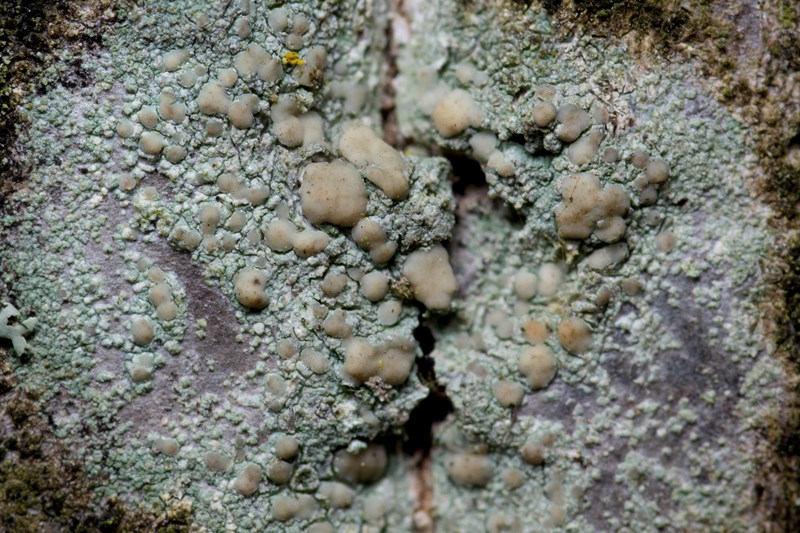 Lecania?` - Naturbasen