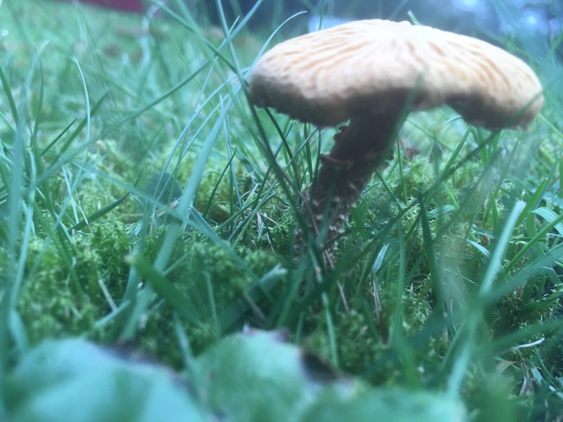 Hvilken svamp er det? - Naturbasen