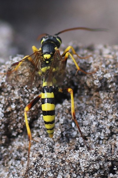 Banchus? - Naturbasen