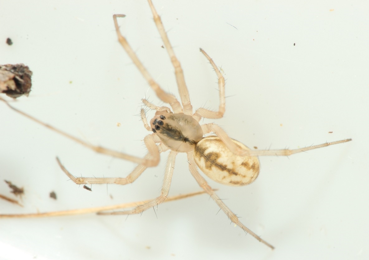 Hvilken hvid edderkop? - Naturbasen