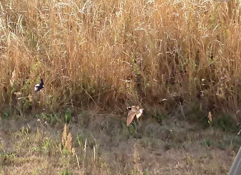 Svaler i flok? - Naturbasen