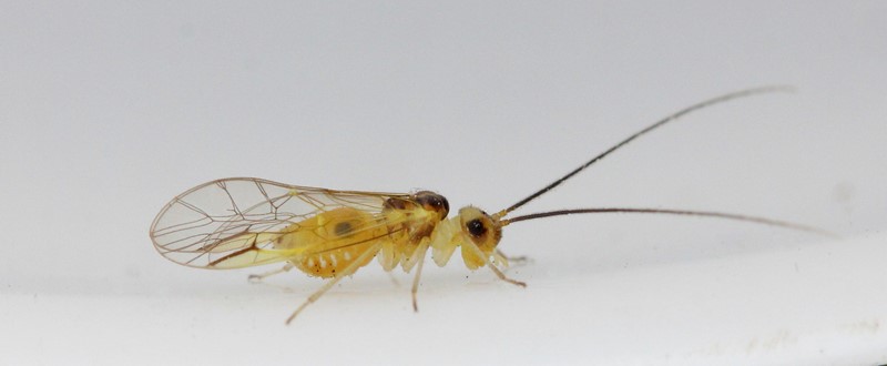 Stenopsocus stigmaticus - måske ? - Naturbasen