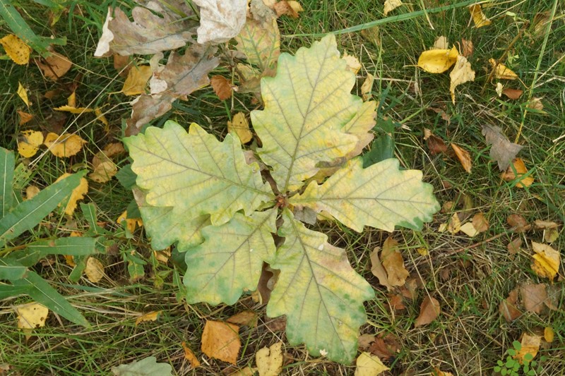 eg med utrolig flotte blade - Naturbasen
