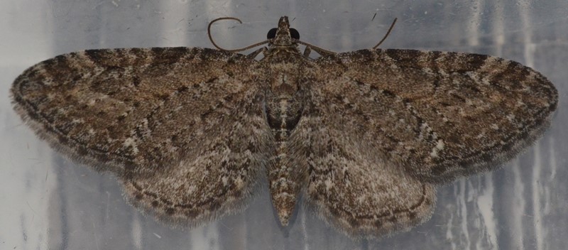 Eupithecia vulgata ? - Naturbasen
