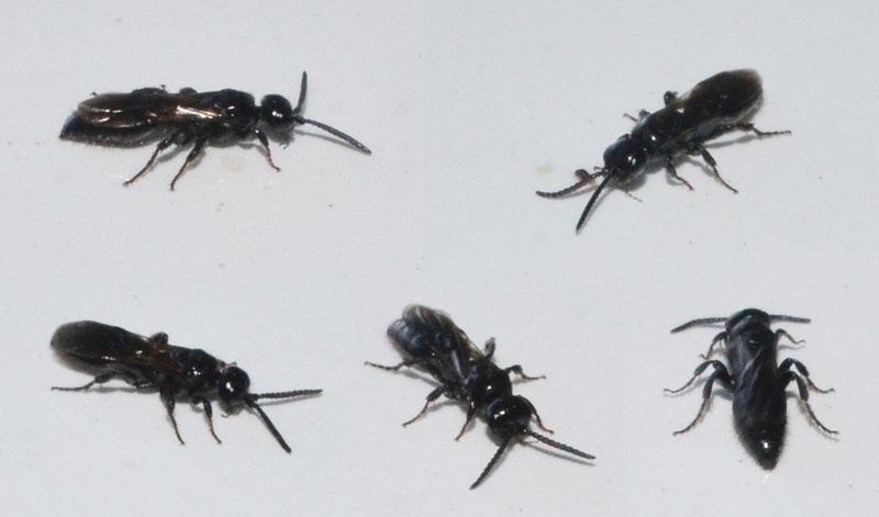 Hvilken lille, skinnende sort hveps? - Naturbasen