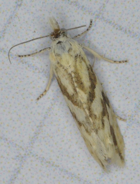 Hvilken lille flyver - Naturbasen