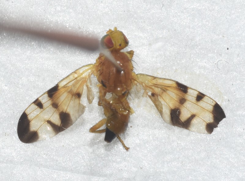 Båndflue: Trypeta immaculata? - Naturbasen