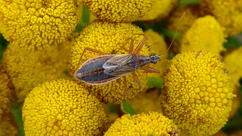 Tæge på Rejnfan - Naturbasen