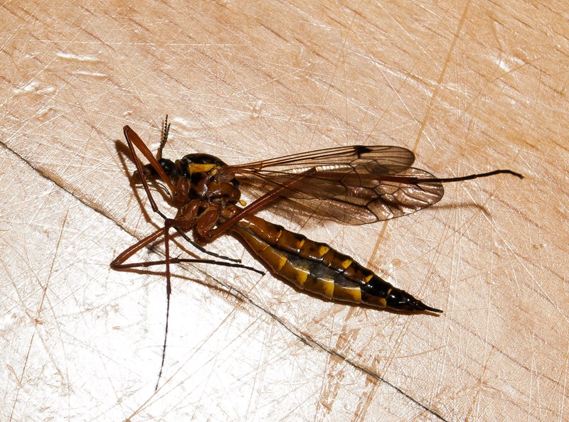 Hvilket insekt? - Naturbasen