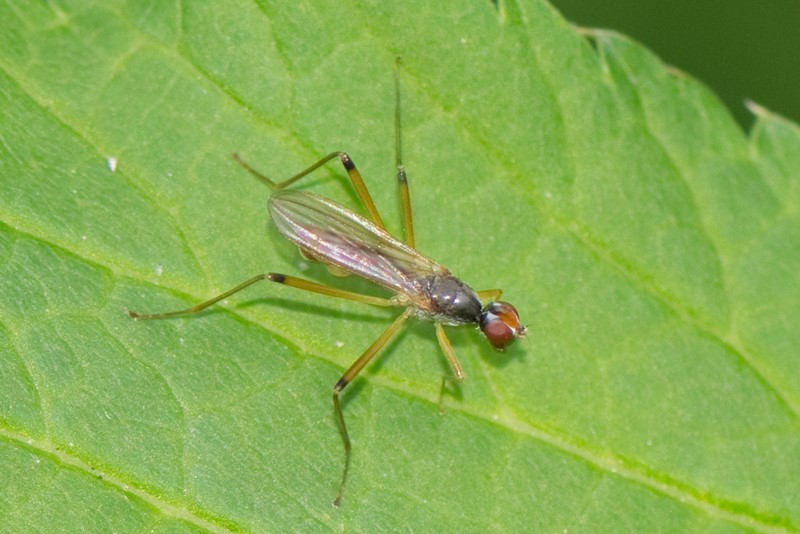 Micropeza sp. ? - Naturbasen