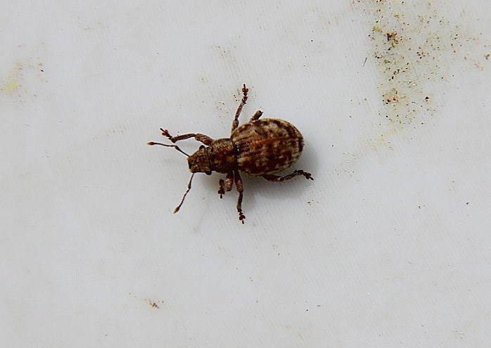 hvilken lille bille - Naturbasen