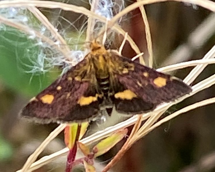 Pyrausta aurata - Naturbasen