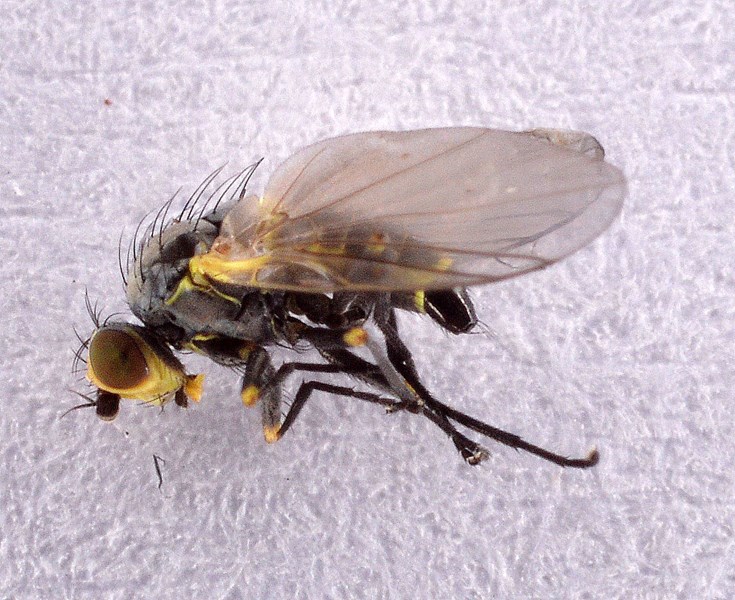 Lille flue med gule striber fra Stigsnæs - Naturbasen