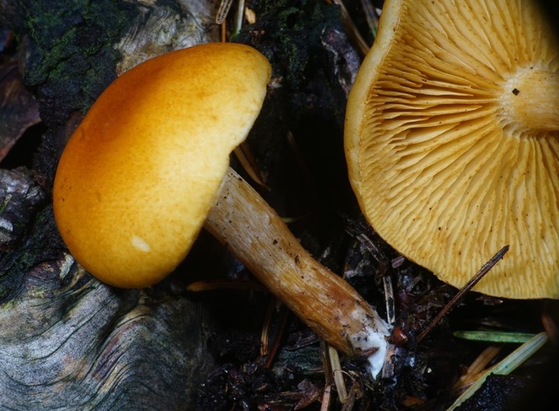 Hvilken svamp? - Naturbasen