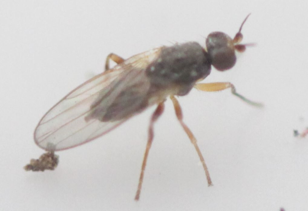 lille flue - Naturbasen