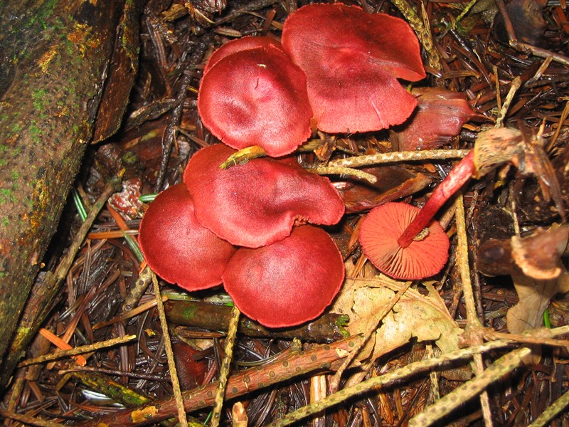 Hvilken rød svamp ? - Naturbasen