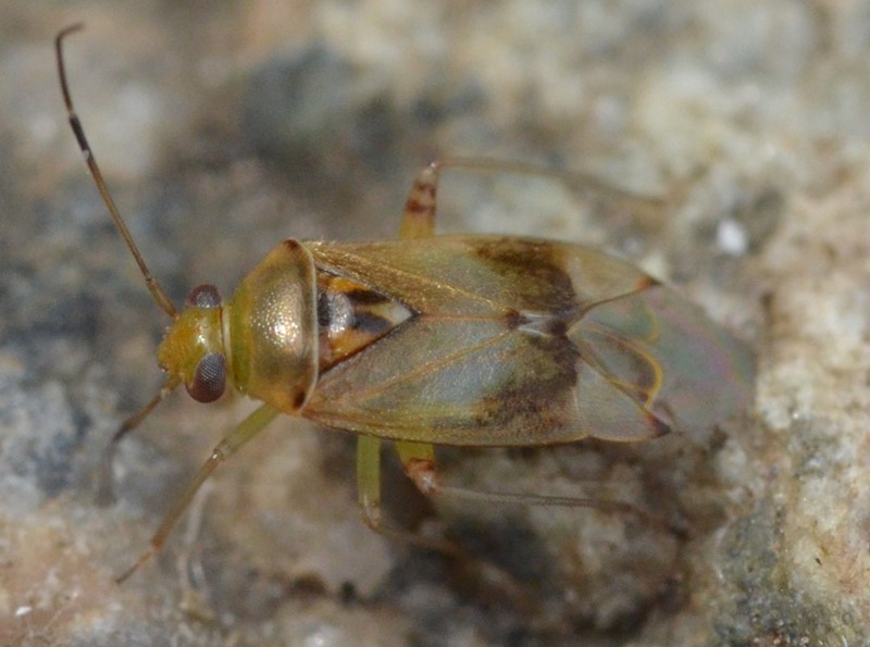 Pinalitus cervinus ? - Naturbasen