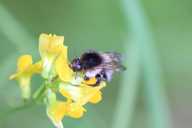 Humlebi med langt næb - Naturbasen