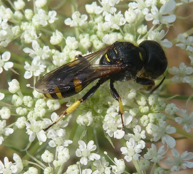 Ancistrocerus? - Naturbasen