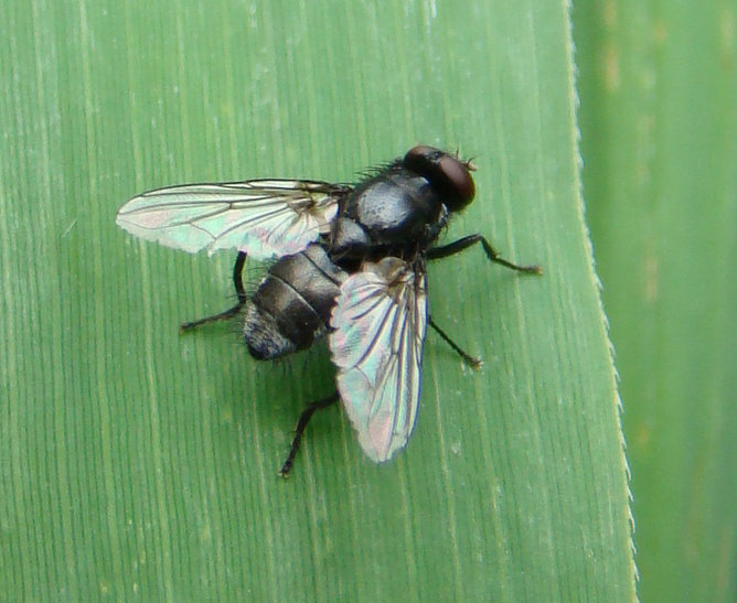 Hvilken sort flue? - Naturbasen