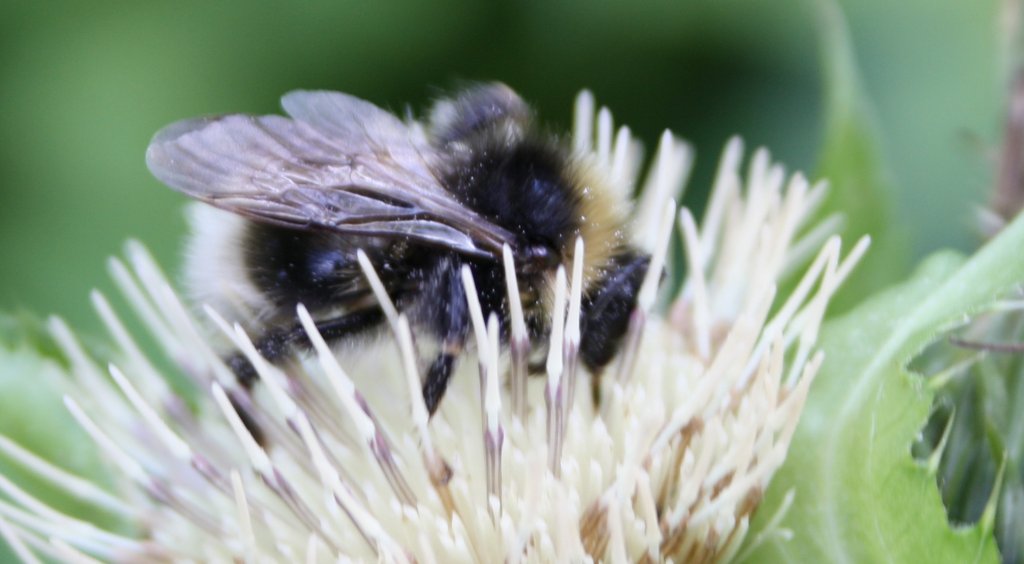 Humle #2 Voer mølle - Naturbasen