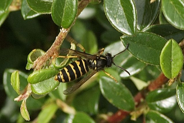 Hvilken Gedehams ? - Naturbasen