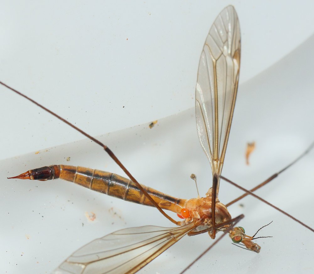 Tipula lunata - Naturbasen