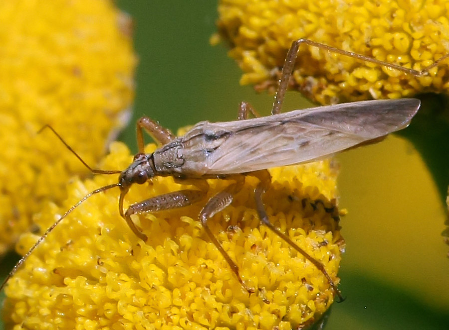 Nabis ferus? - Naturbasen